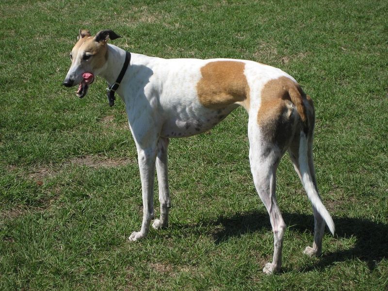 14 dog breeds that stay quiet most of the time but watch everything