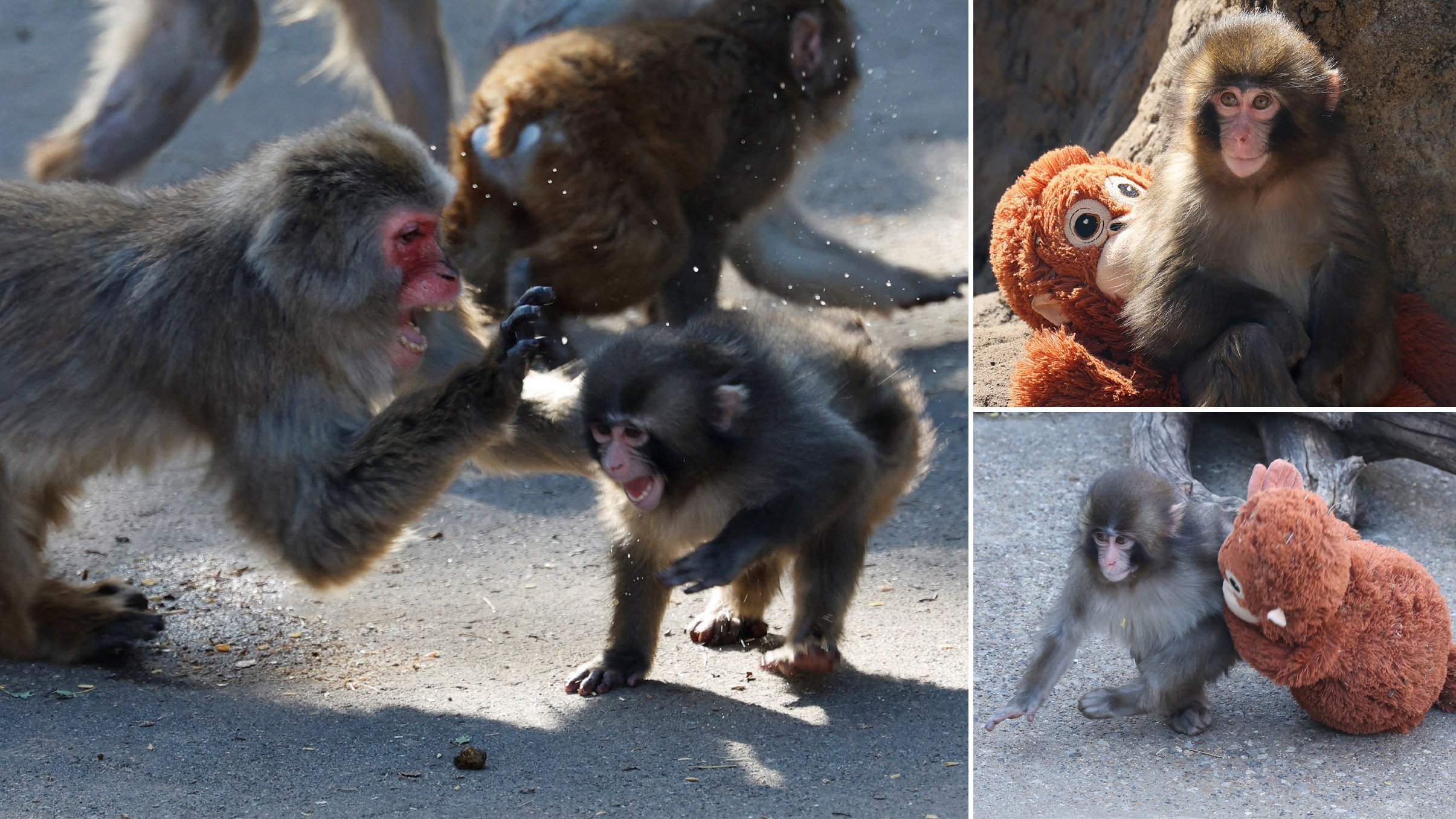 Baby macaque abandoned by his mum is now being bullied by older monkeys