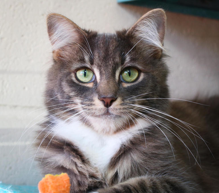 Exciting day for Sussex cat lovers