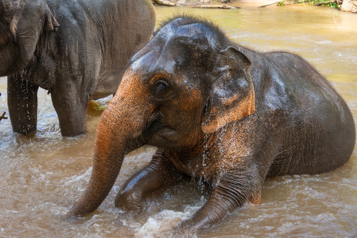 Cincinnati Zoo elephants celebrate warmer weather with a fun pool party