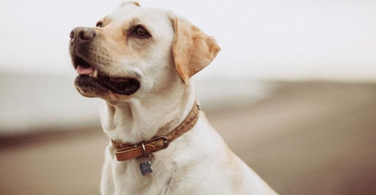 18 dog breeds that stay devoted even when you change your daily routine