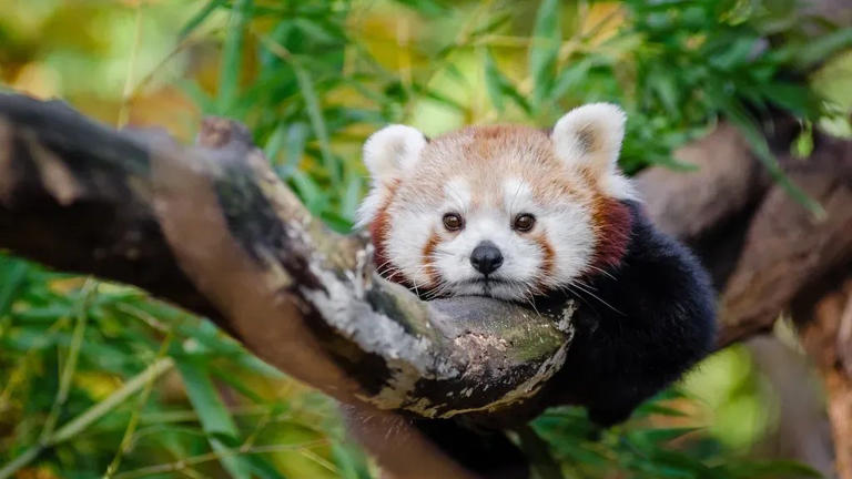 The disappearing wildlife list scientists say is growing faster than ...