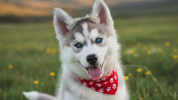 Life with a husky: What no one tells you before bringing one home