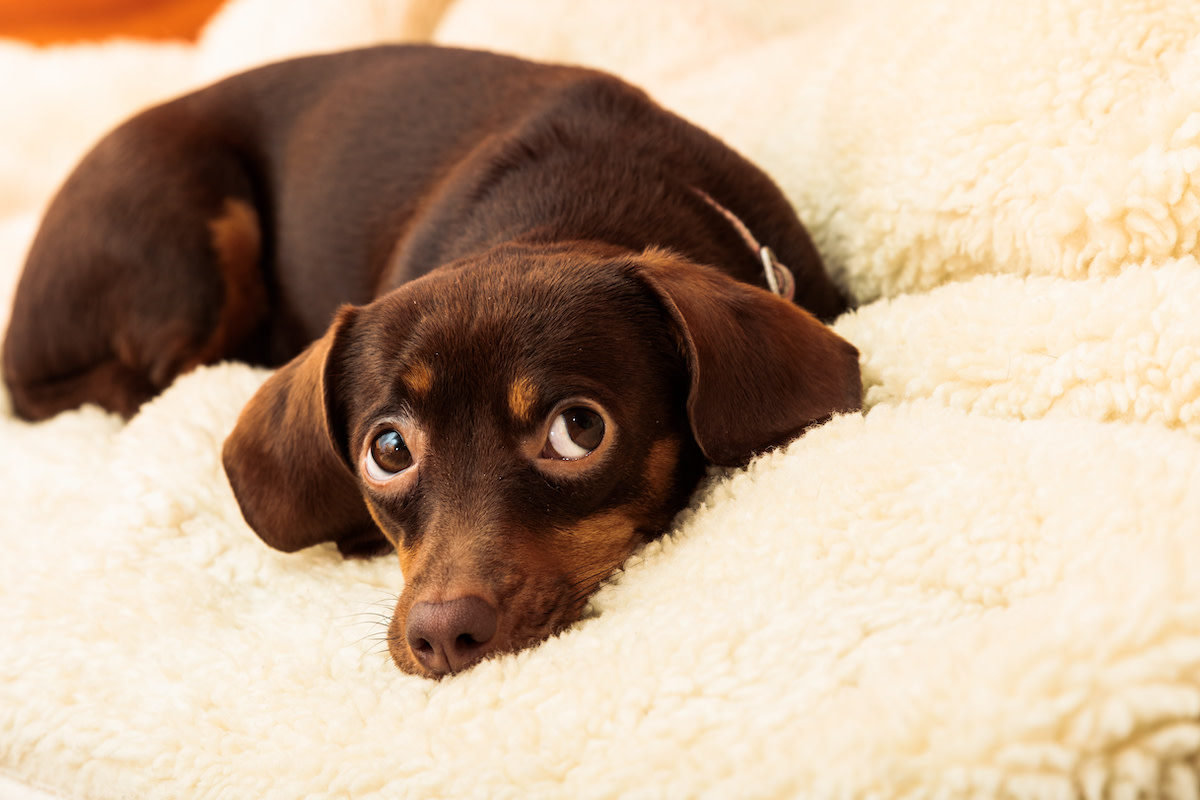 Walter and Uma: Shy rescue dogs from California need a loving home together