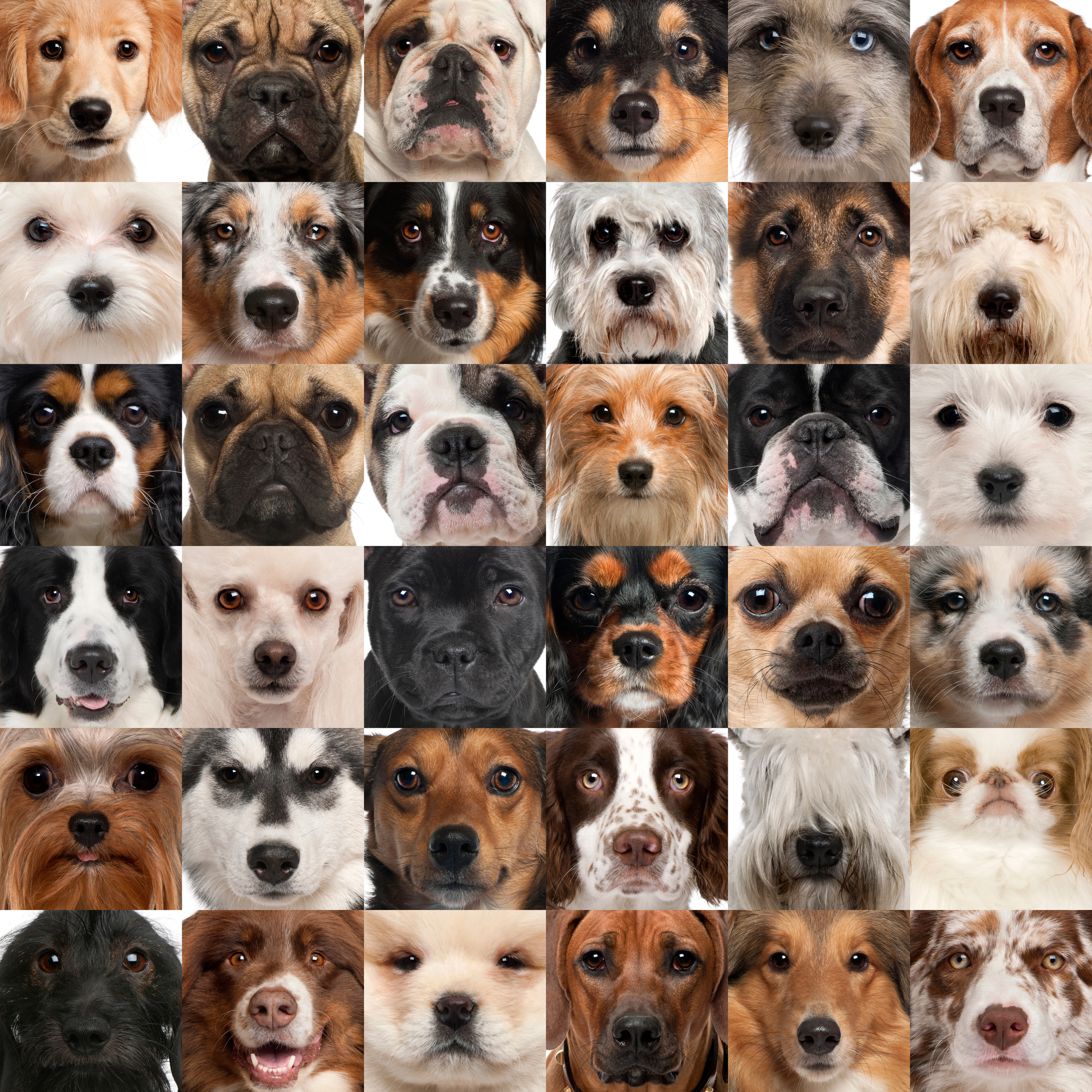 Smartest dog breeds ranked according to experts