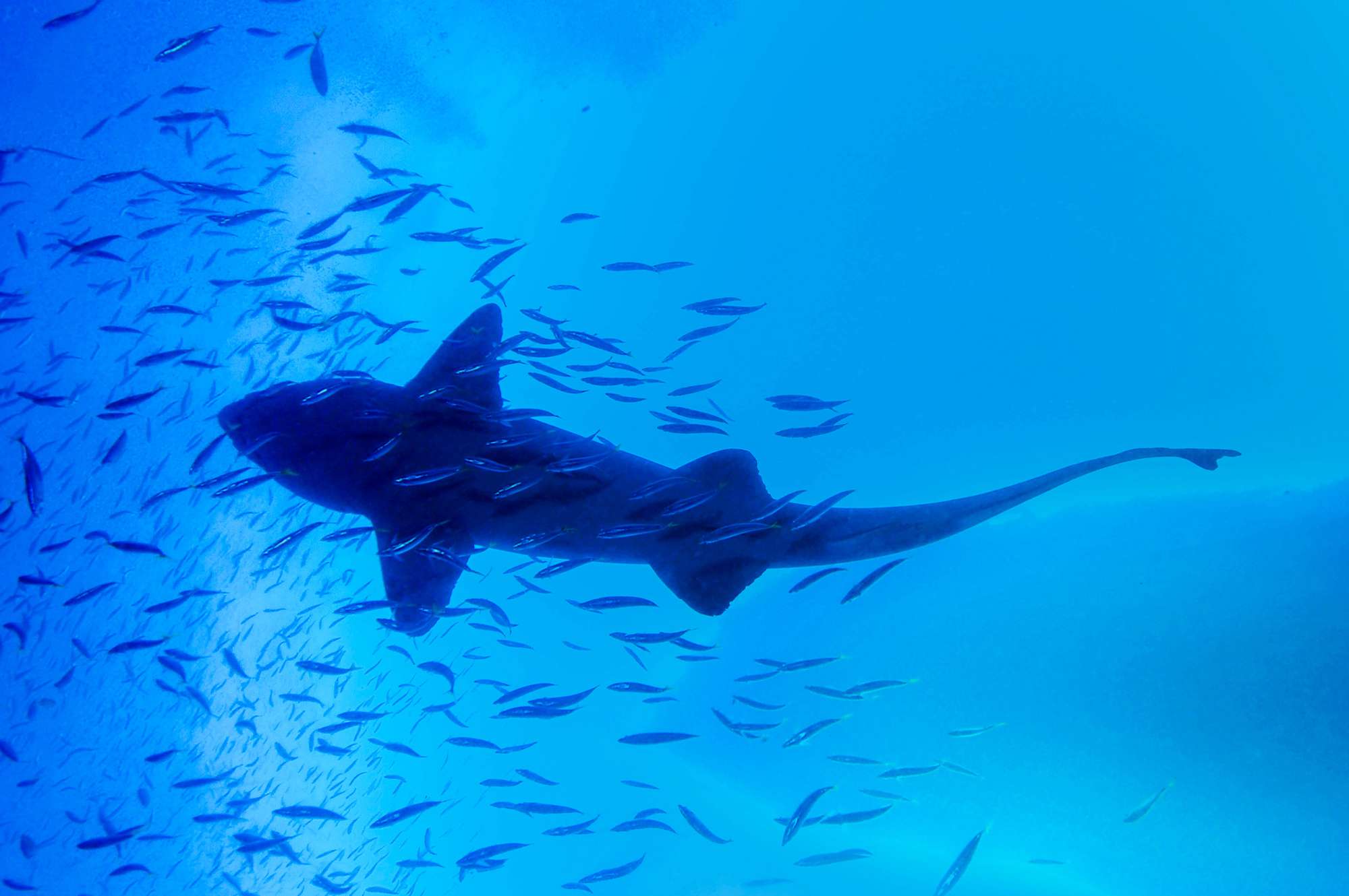 The 'Crystal Coast' of the US has clear waters, world-class shark ...