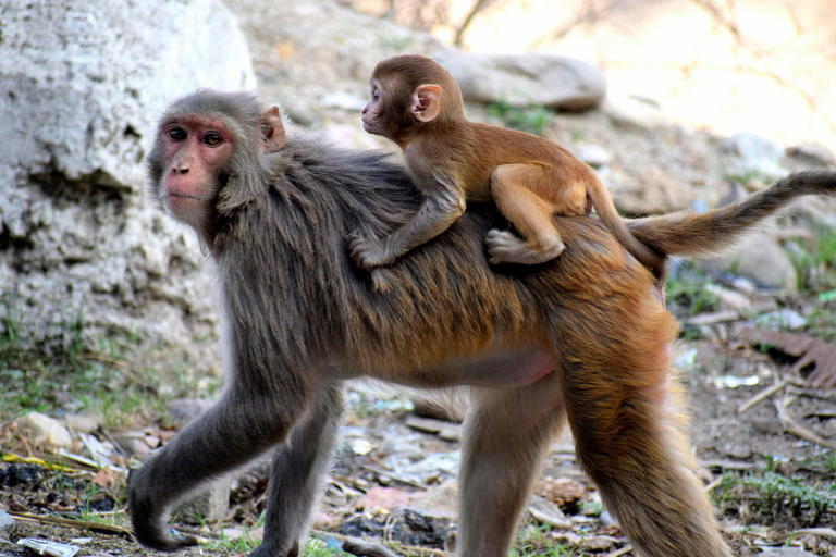 Why did Punch the Monkey's mother reject him? A look at the strange ...