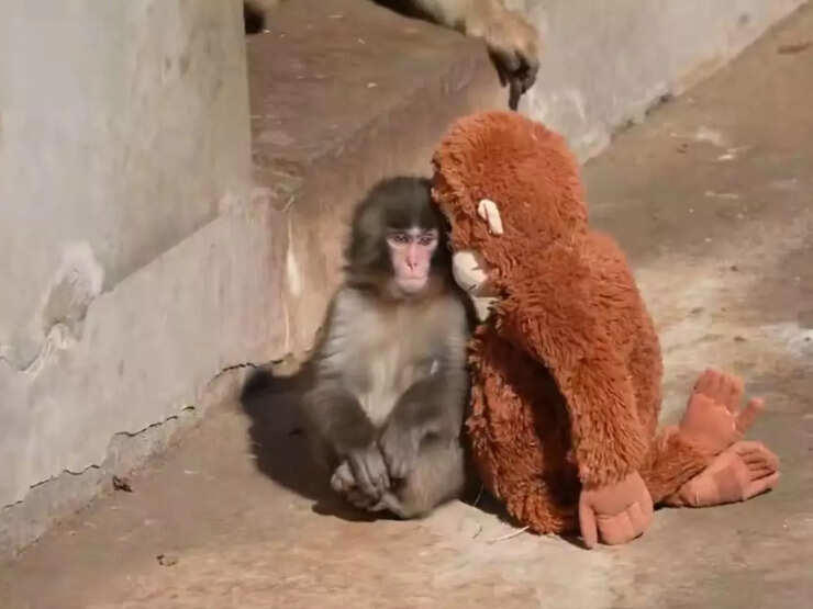 Who is 'Punch, the monkey' and why is everyone crying over him like it ...