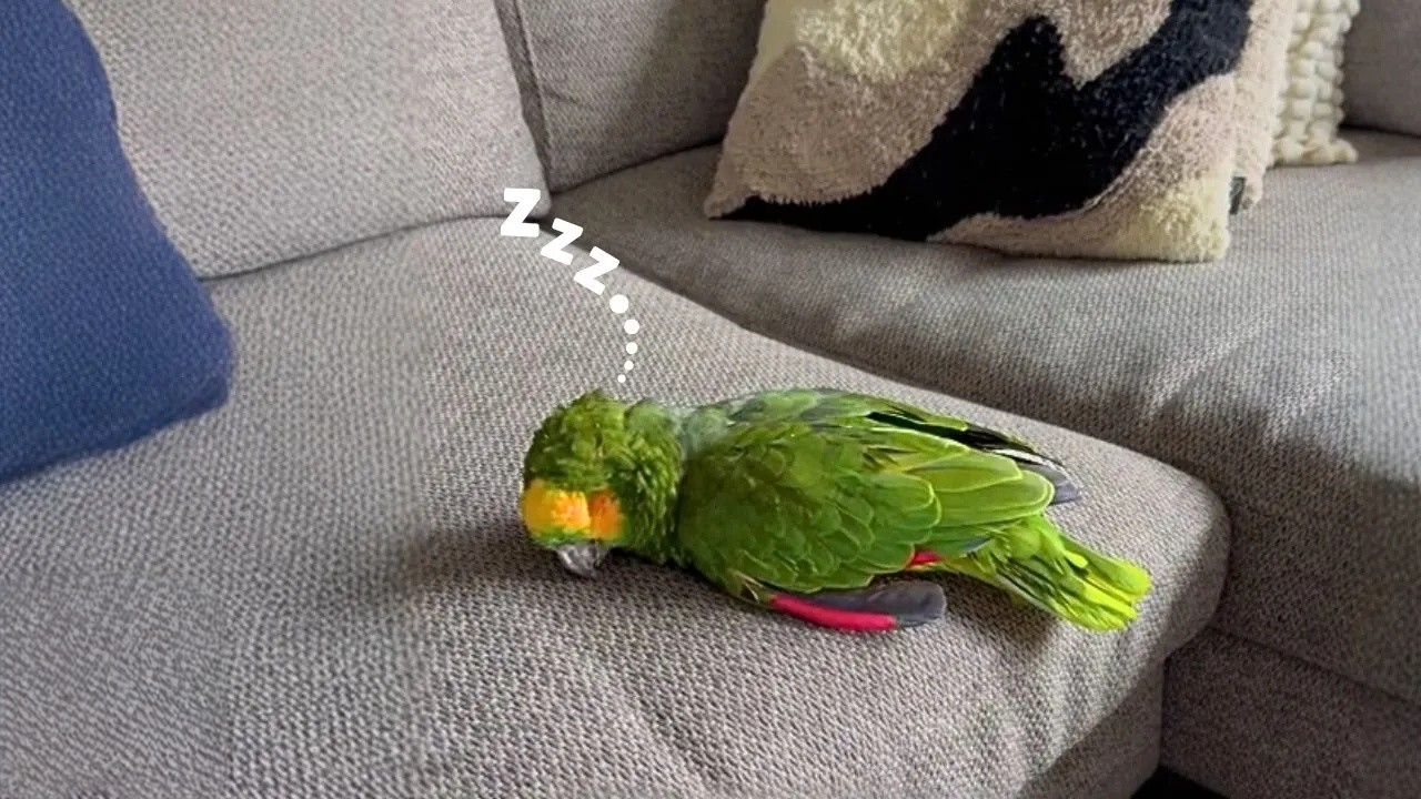 This 84-year-old parrot hadn’t trusted anyone in decades - until he met ...