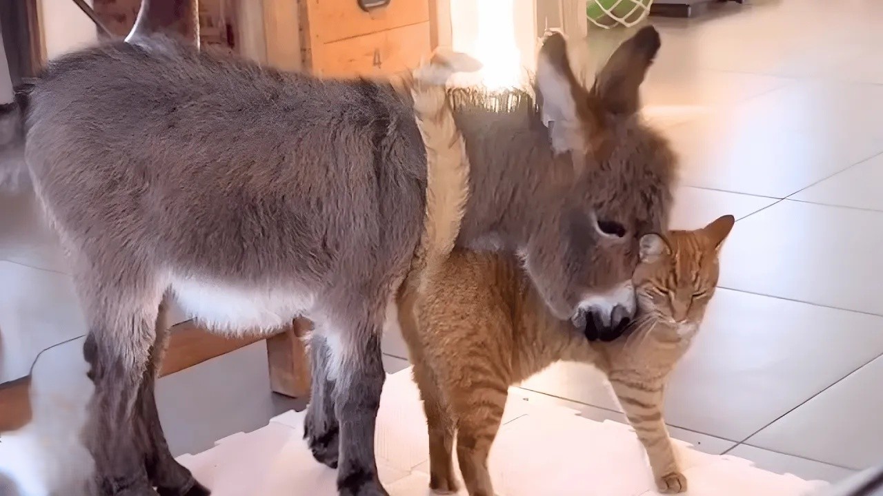 Baby donkey moved into the house - and found his forever best friend