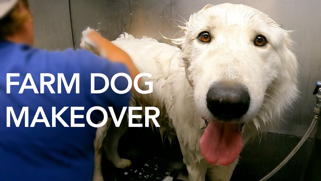 Documenting the first professional grooming experience for a farm dog