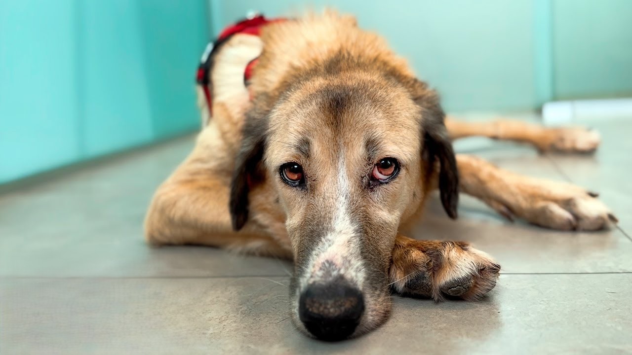 Watch how a dog shot and left in the wild learns to trust again