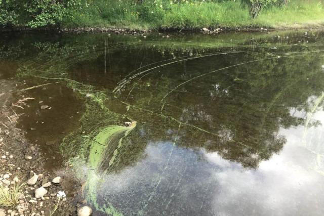 'Underlying blue-green algae problem remains significant' despite drop ...