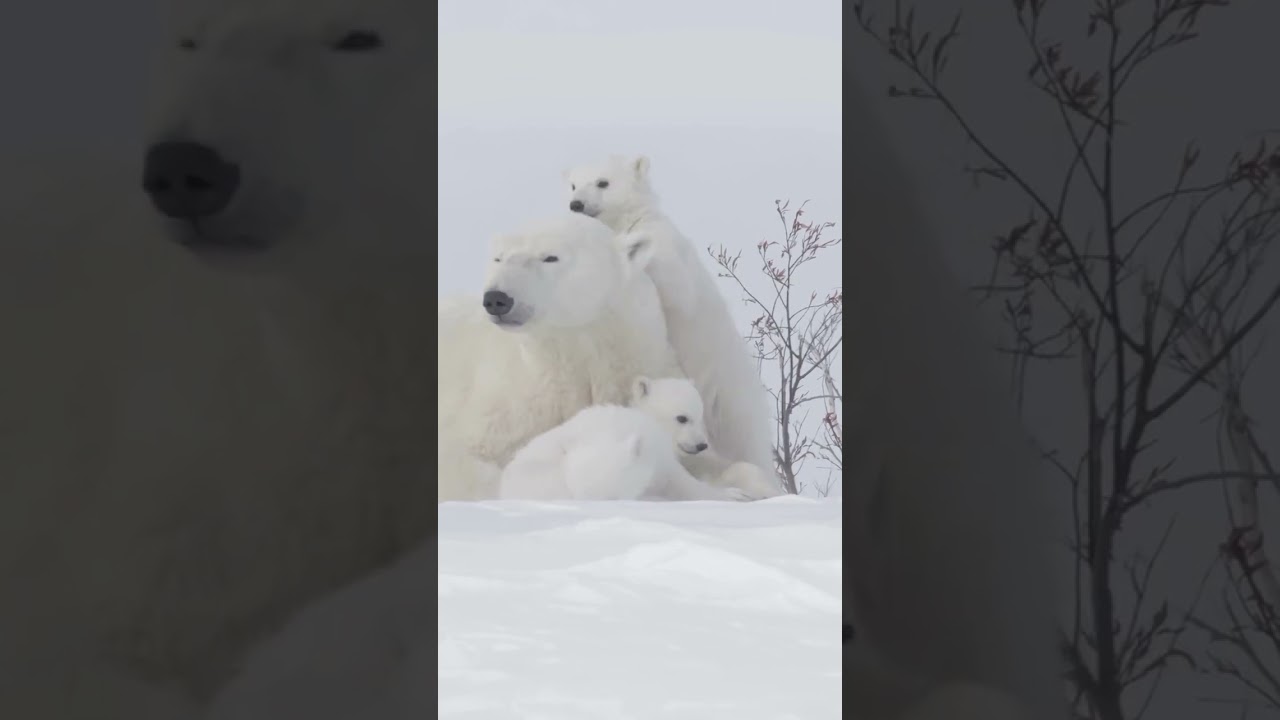 Watch a beautiful polar bear family exploring the snow