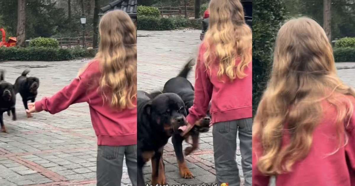 Dogs ran to the kid as soon as she called out to them in adorable video