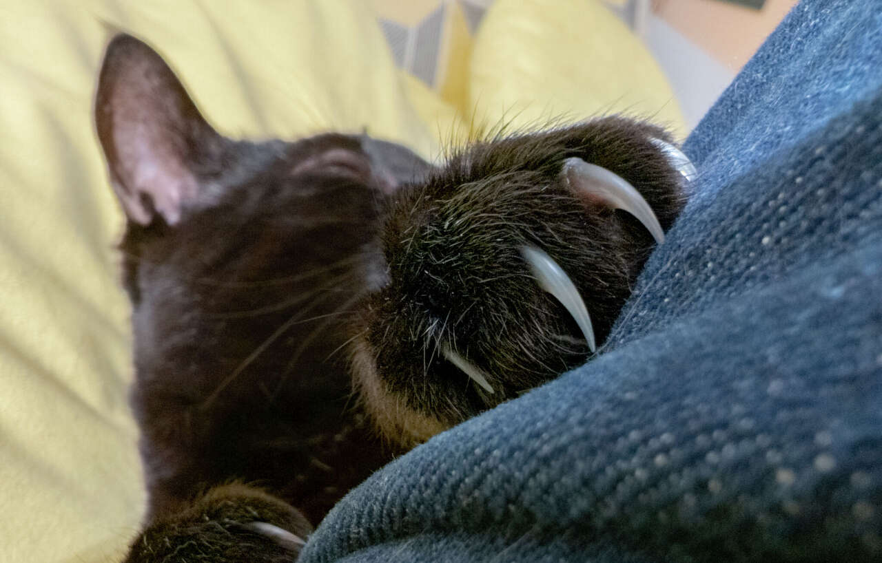 Is it legal to declaw a cat in Texas? What state law says after Austin ...