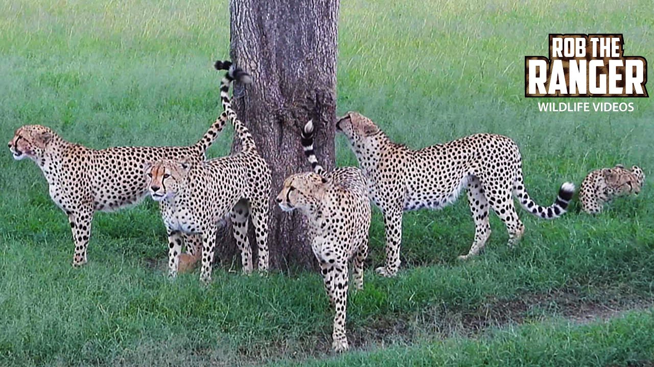 Tano Bora five male cheetahs patrol Mara grasslands actively