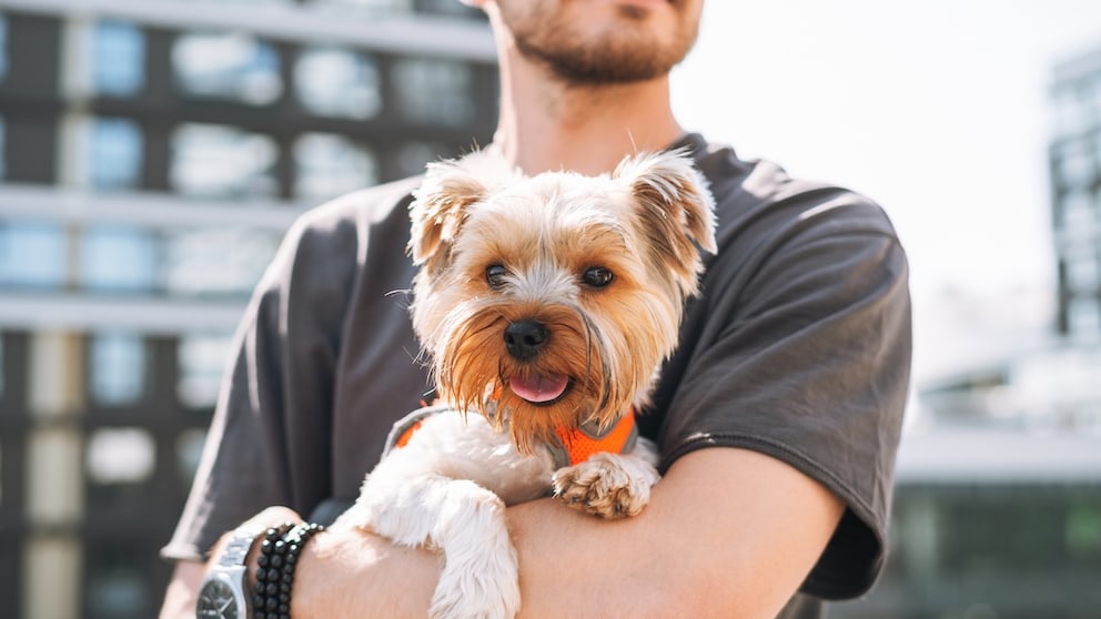 Yorkshire terrier “Smoky” was the world’s first therapy dog
