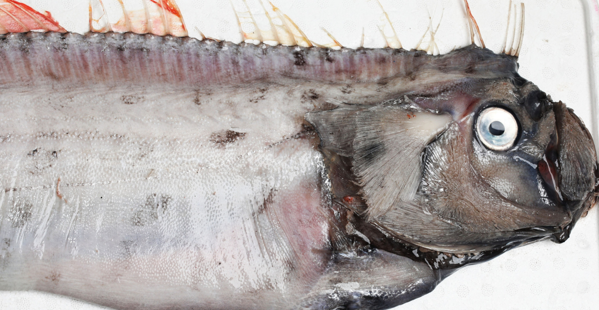 Legend says this fish sees disaster—now science wants to prove it