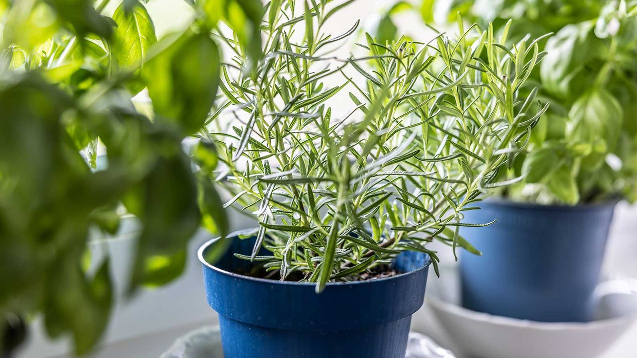 Why are people sprinkling rosemary across their doorways? Spiritual ...