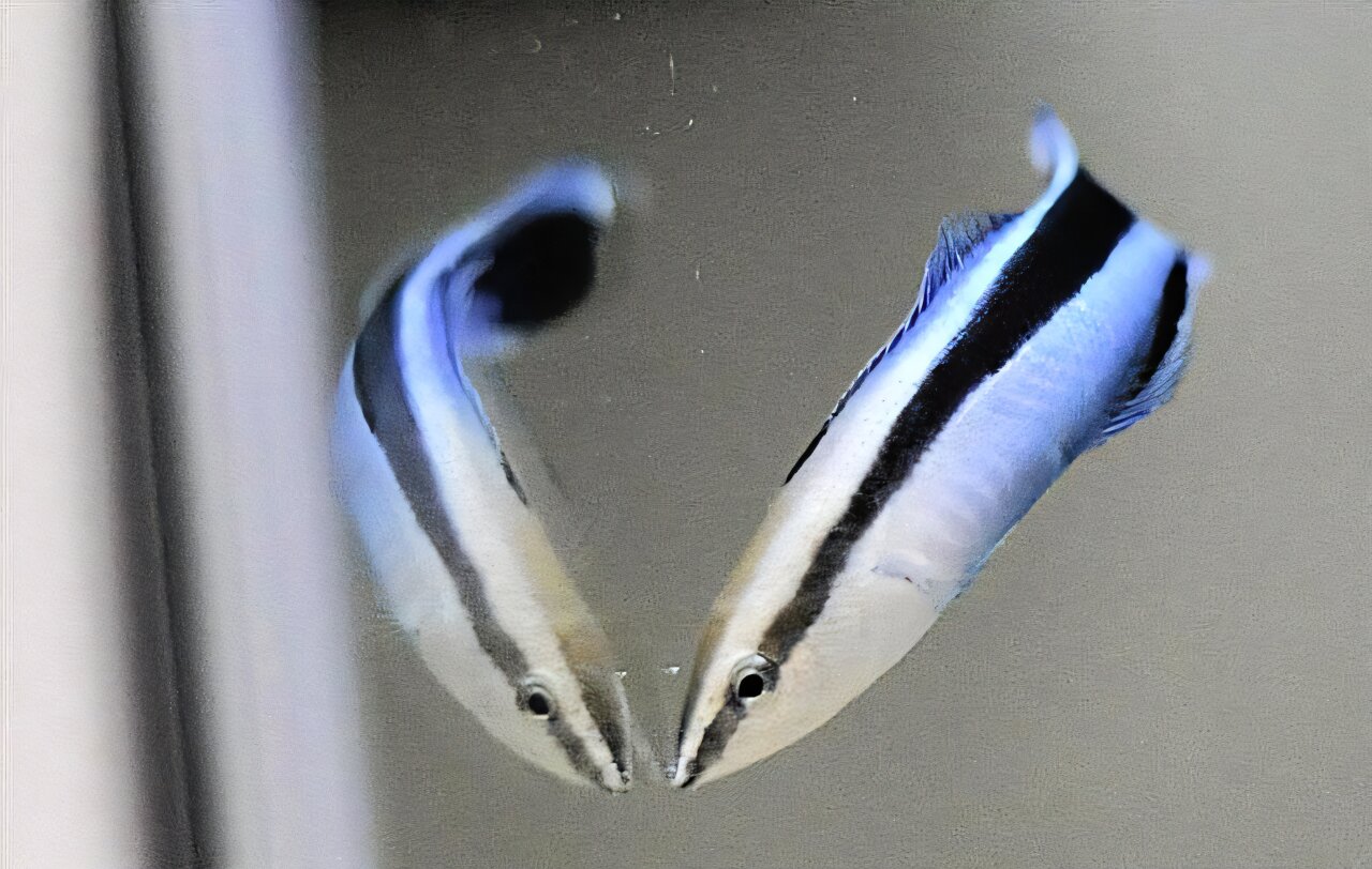 Cleaner fish show intelligence typical of mammals