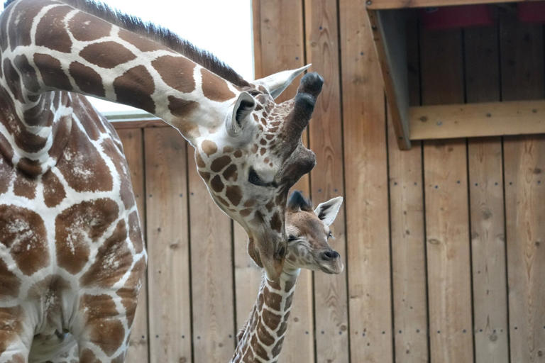 Giraffe calf at Detroit Zoo dies 3 months after birth