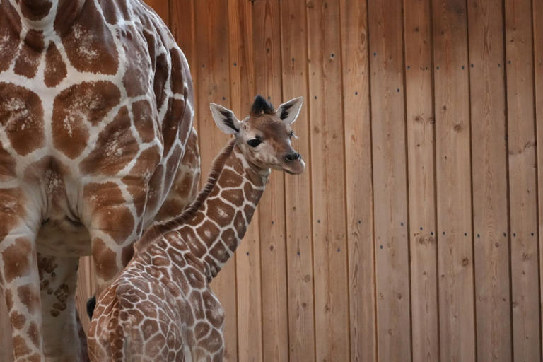 Giraffe calf at Detroit Zoo dies 3 months after birth