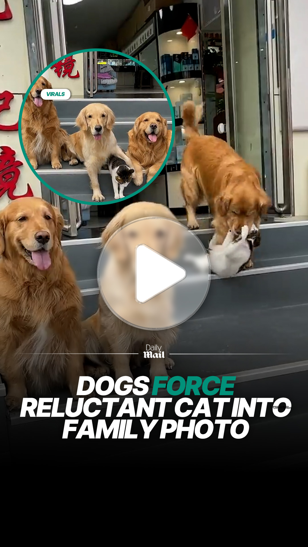 Dogs pull reluctant cat into family photo