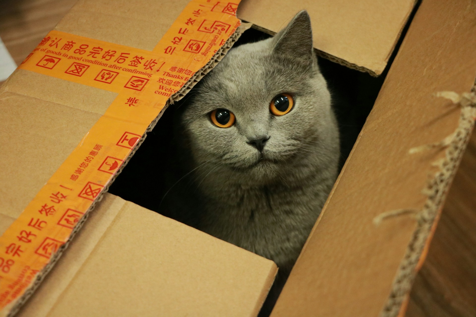 Cats ignore cozy beds and choose spots that create hidden hygiene problems