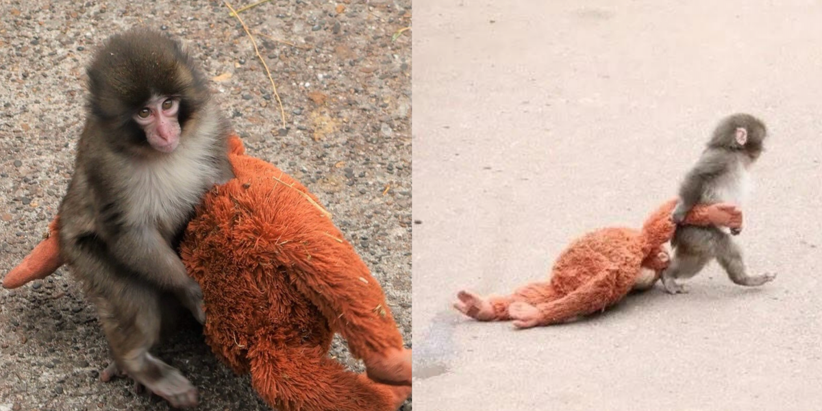 Punch the monkey has gone viral and broken everyone's hearts – but don ...