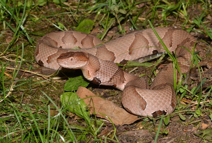 10 states where snakebites are most common
