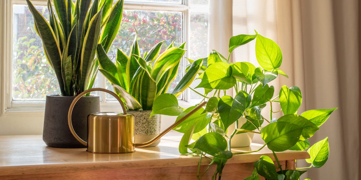 A horticulturist calls this ‘one of the best houseplants of all time ...