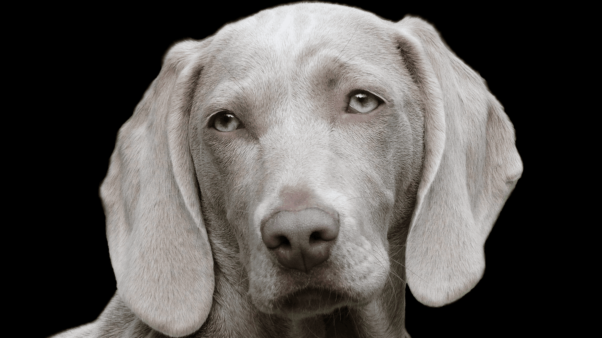 14 silent signs your dog is saying goodbye