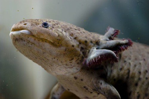 15 once common animals that are now rarely seen