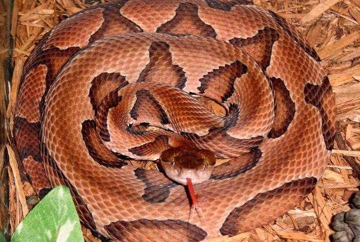 10 states where snakebites are most common