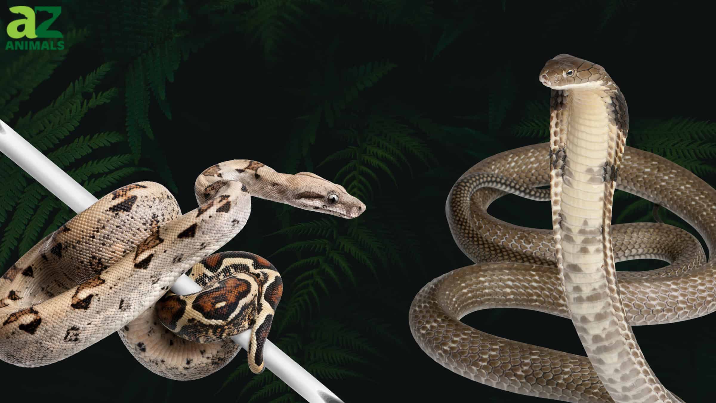 If you hate snakes, you’ll love these snake free places
