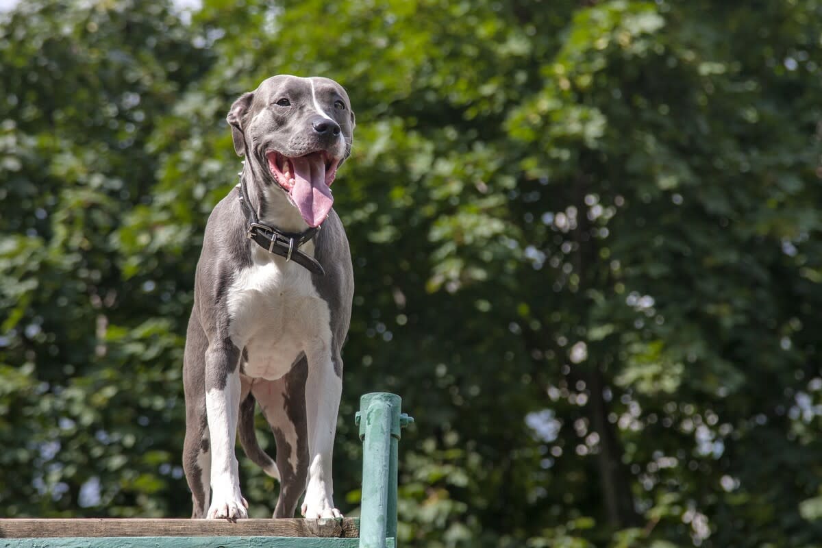 Greyson, the pit bull, masters a one wheeler like a pro