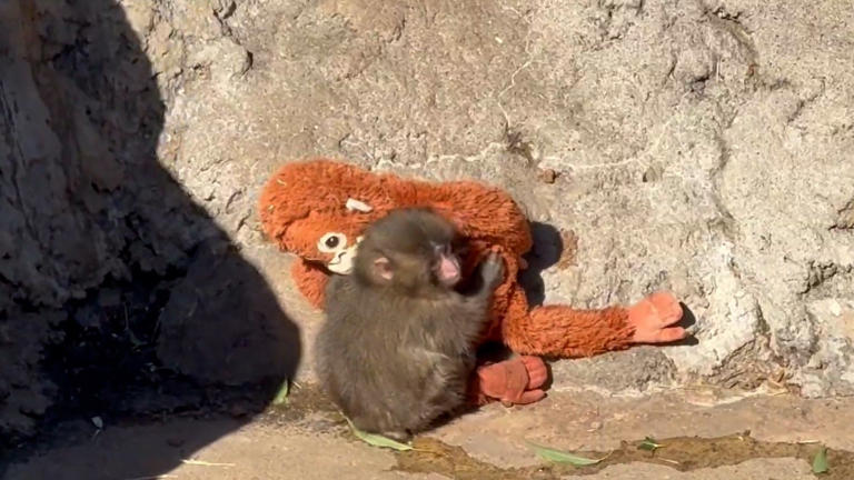 Give Punch a break! Zoo responds to heartbreaking video of baby monkey