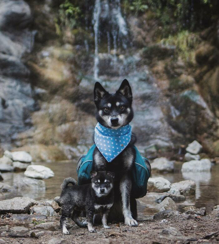 Seeing double edits: 20 animals meet their younger selves in adorable ...