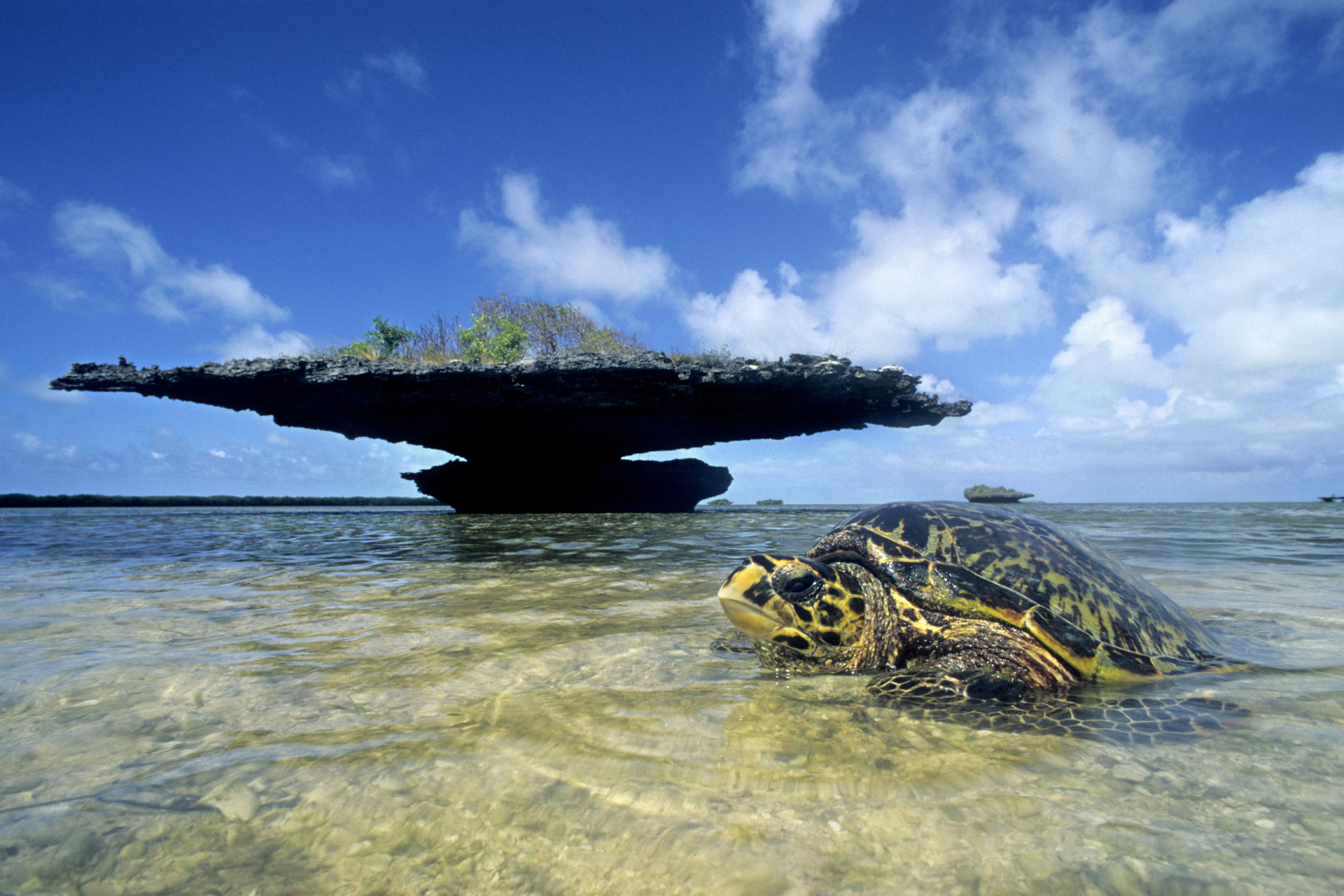 Blue parks around the world where marine life is thriving again