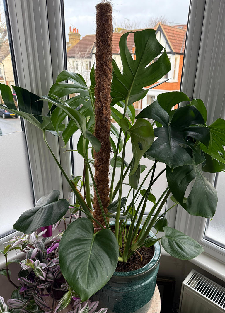 How to support a Monstera plant as it grows, according to horticulture ...
