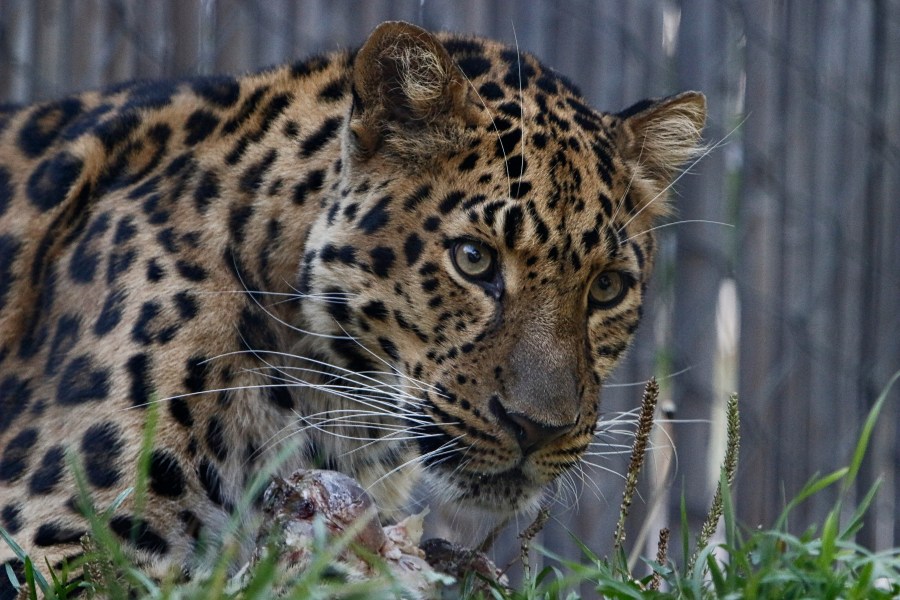 Hogle Zoo announces birth of two critically endangered Amur leopard cubs