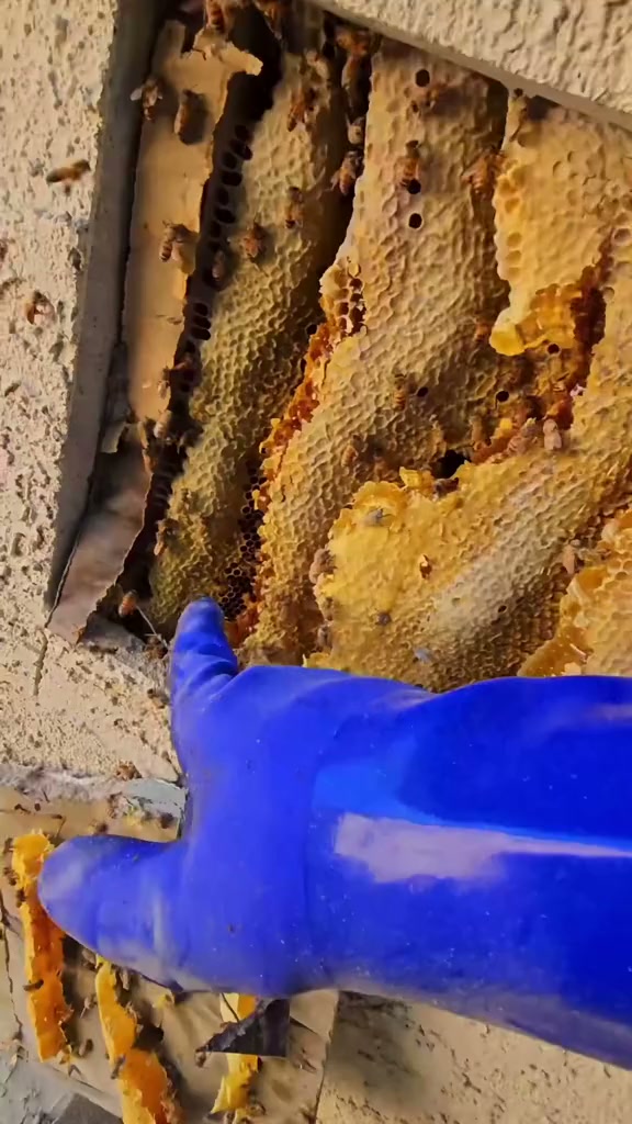 Huge hidden beehive discovered behind apartment vent