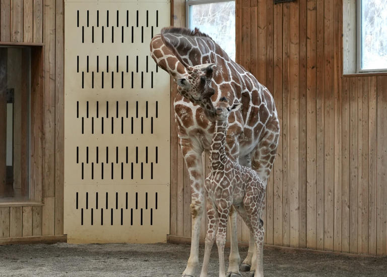 Giraffe calf at Detroit Zoo dies 3 months after birth