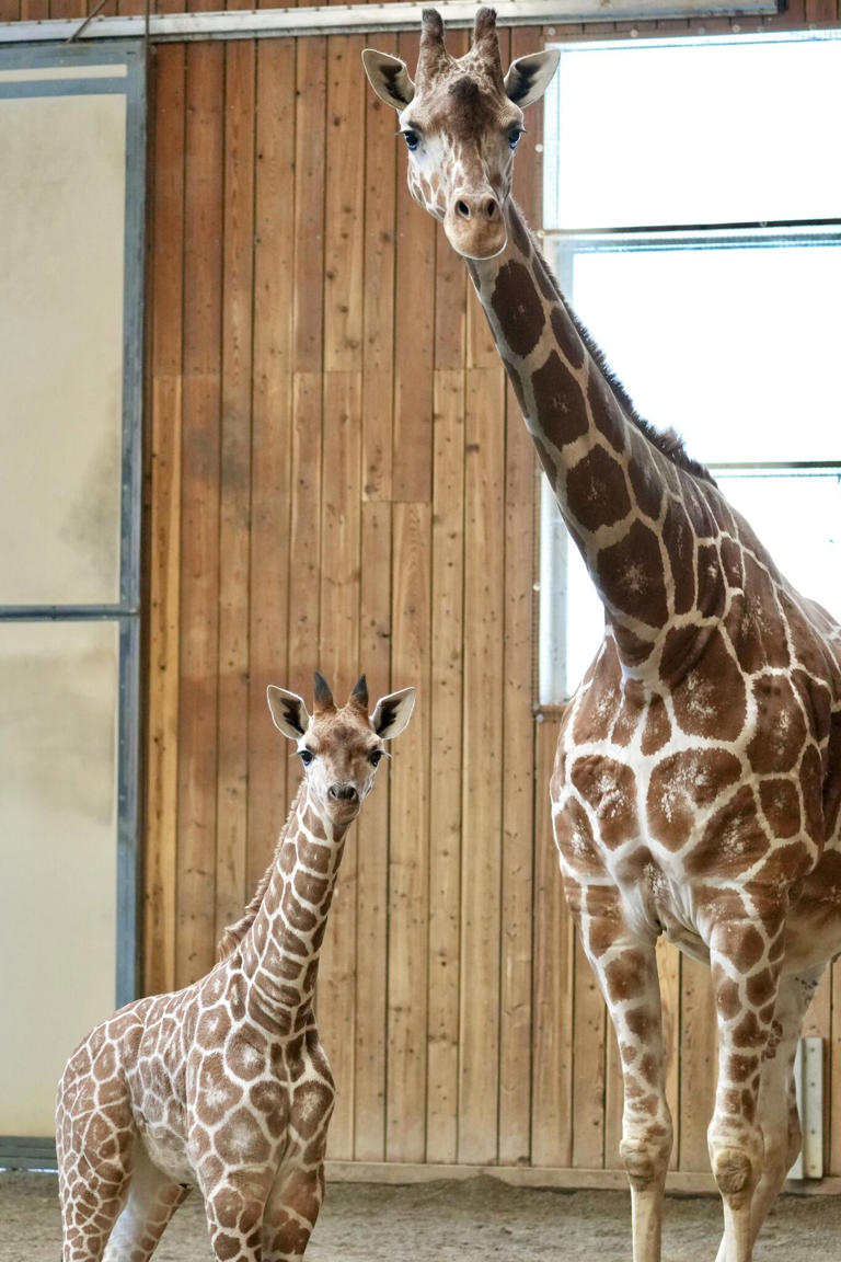 Giraffe calf at Detroit Zoo dies 3 months after birth