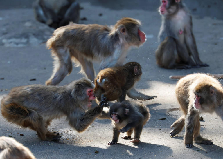 Baby macaque abandoned by his mum is now being bullied by older monkeys