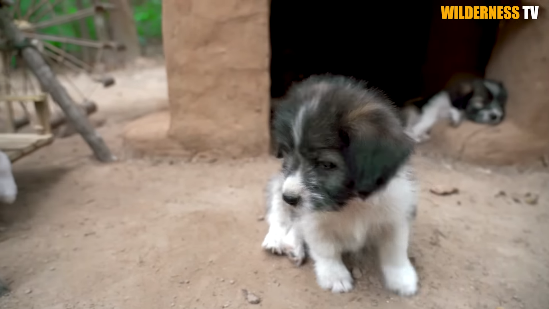 The tiny, scared puppies waited as their forever mud home took shape