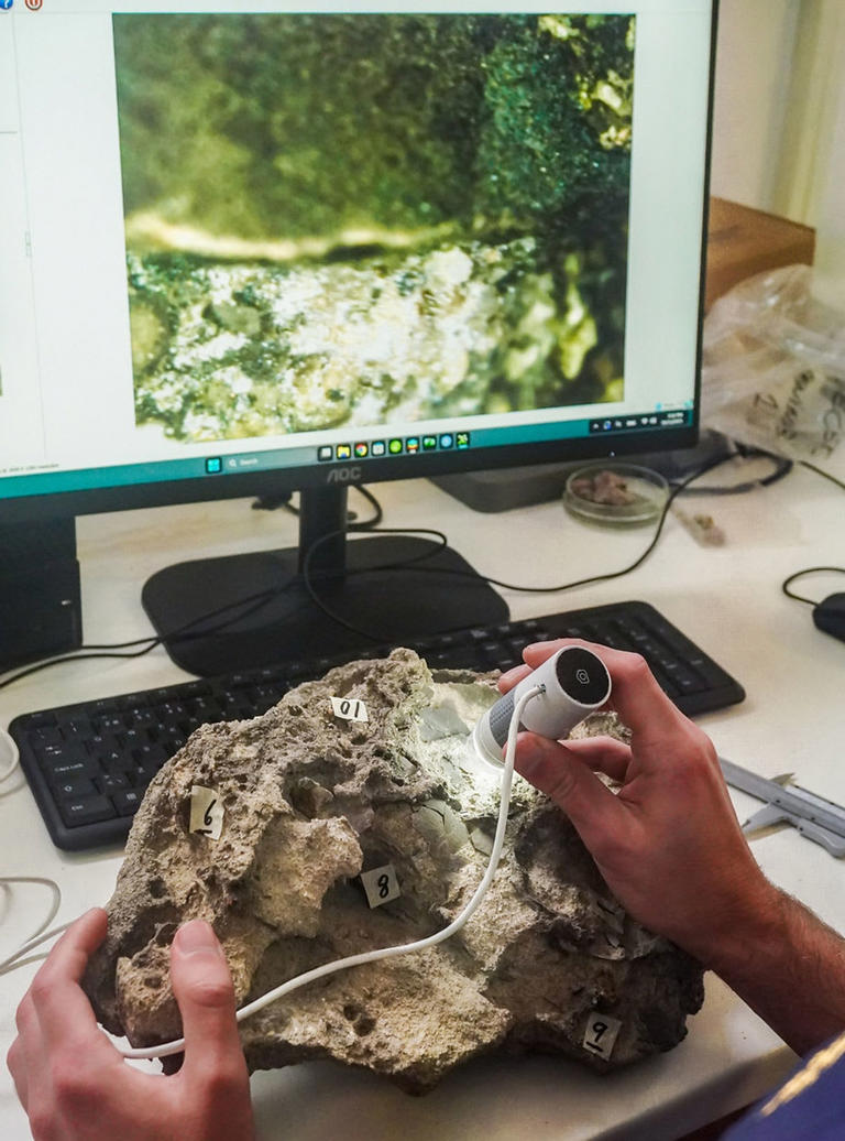 Buried in stone for 150 million years, intact dinosaur eggs found ...