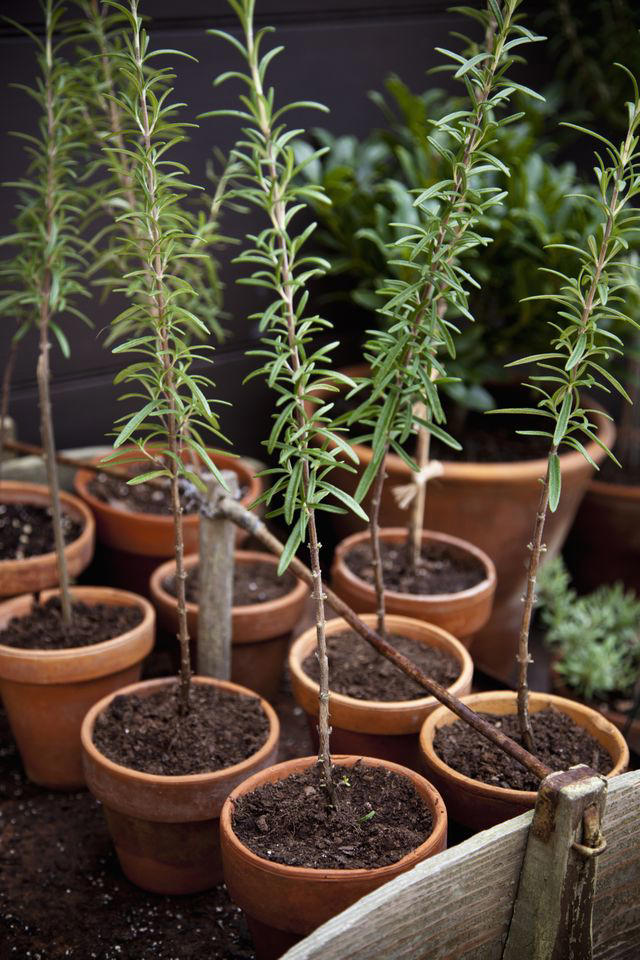 15 easy plants you can grow from cuttings