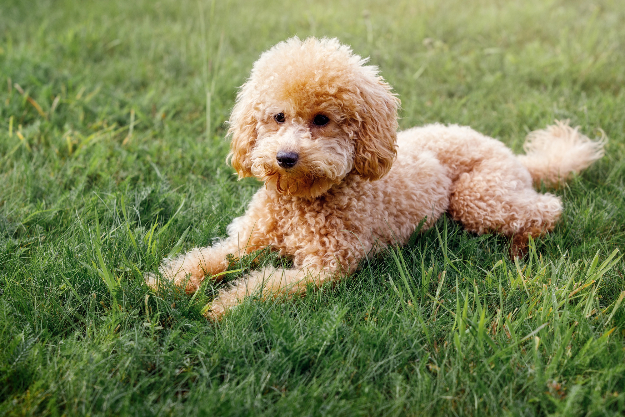 Smartest dog breeds ranked according to experts